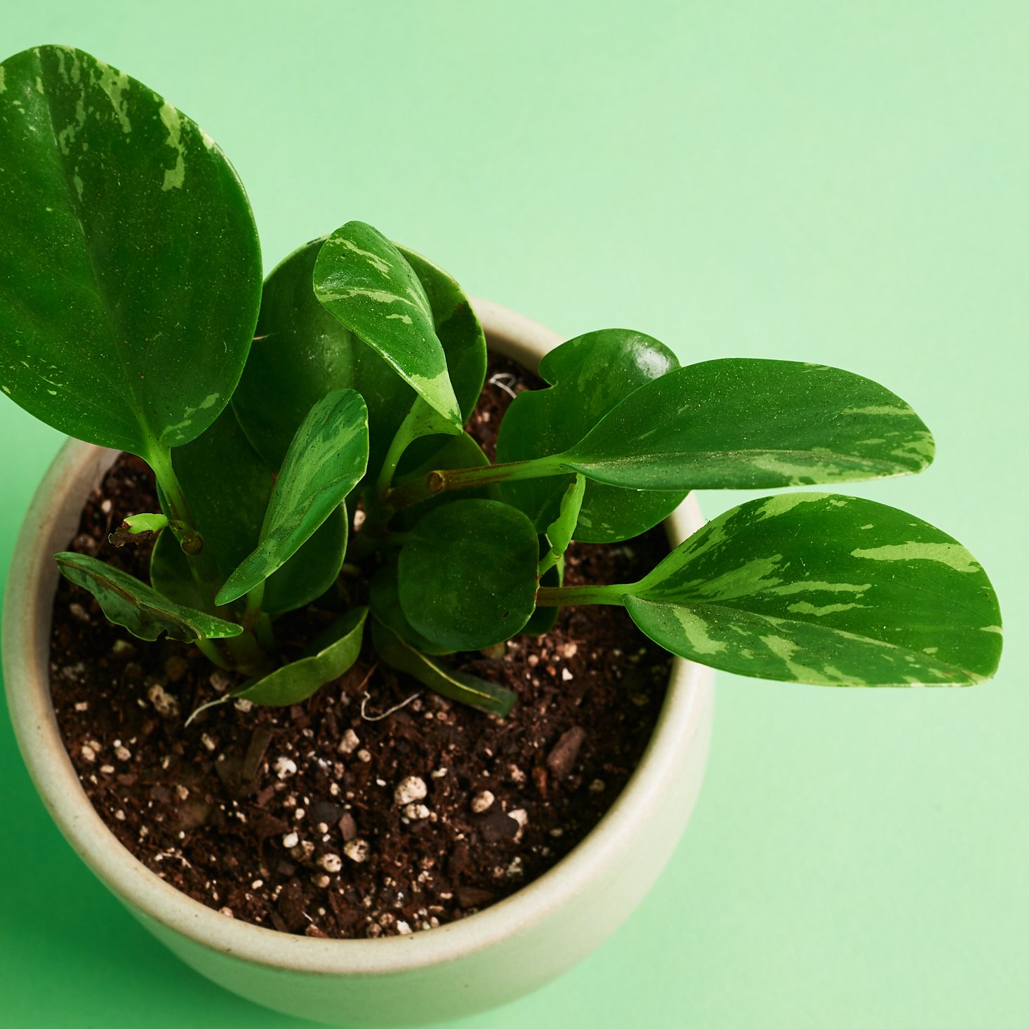 The Sill Plant Subscription Review - September 2019 | MSA