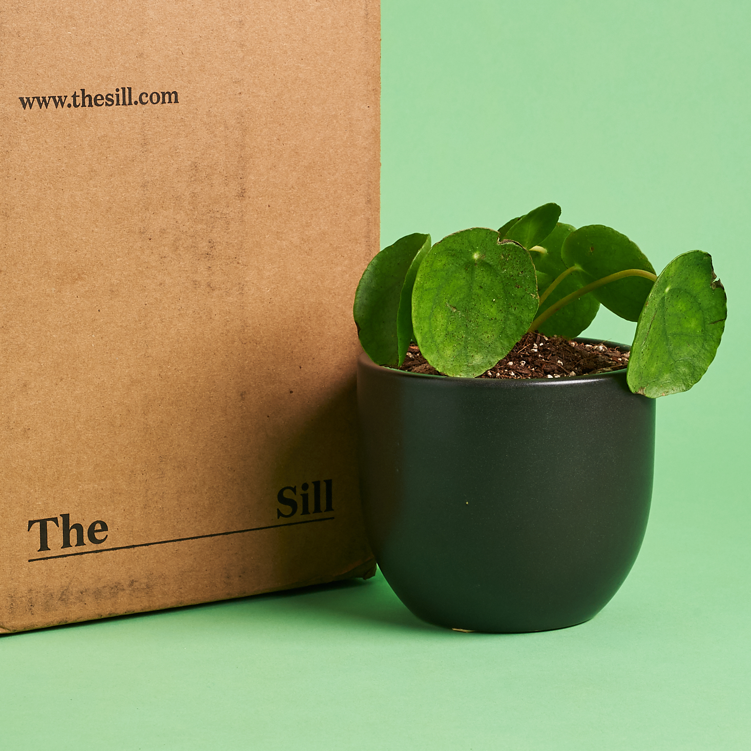 The Sill Plant Subscription Review - December 2019 | MSA