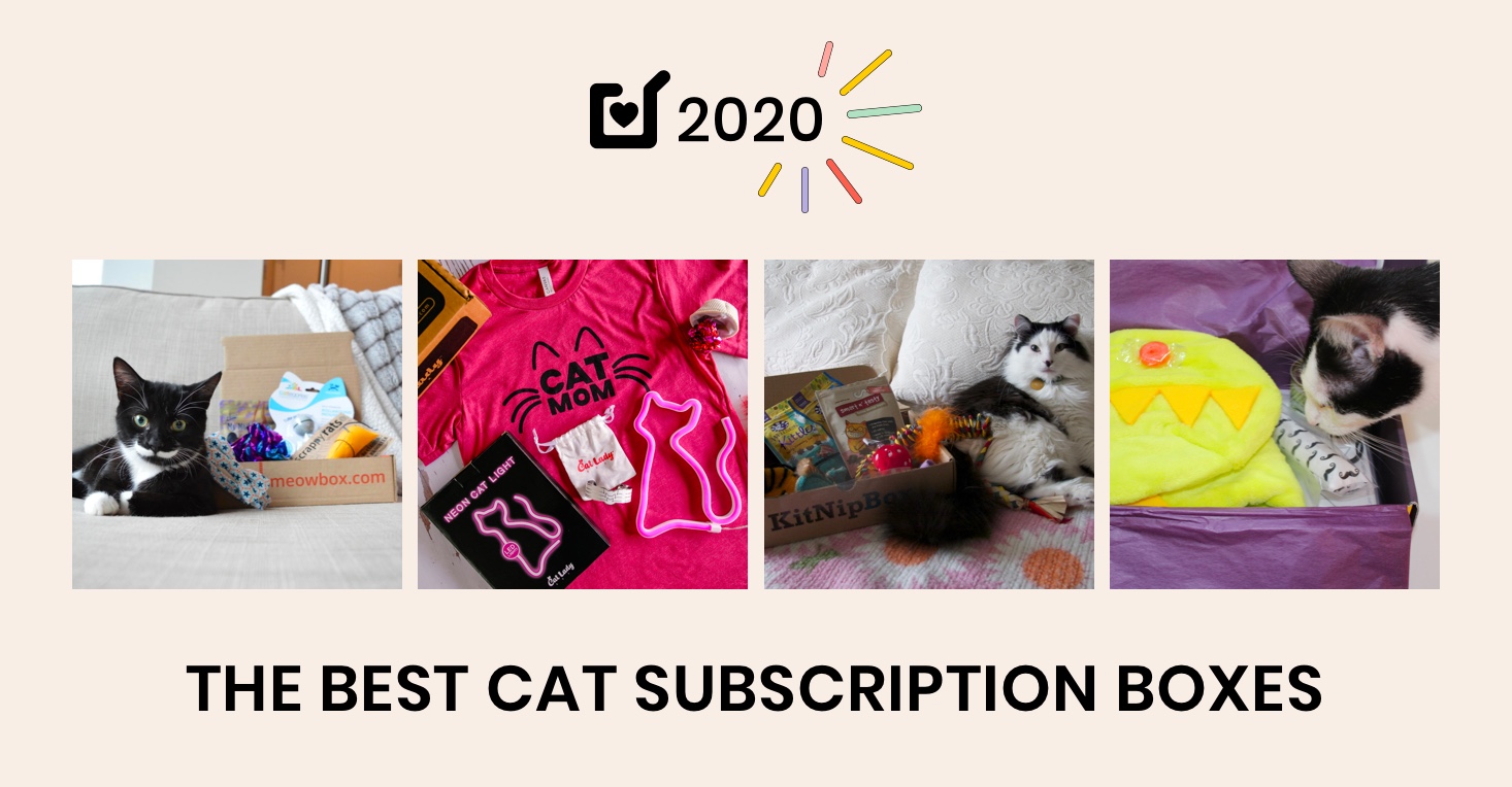 The BEST Cat Subscription Boxes of 2020 – As Voted by You! | MSA