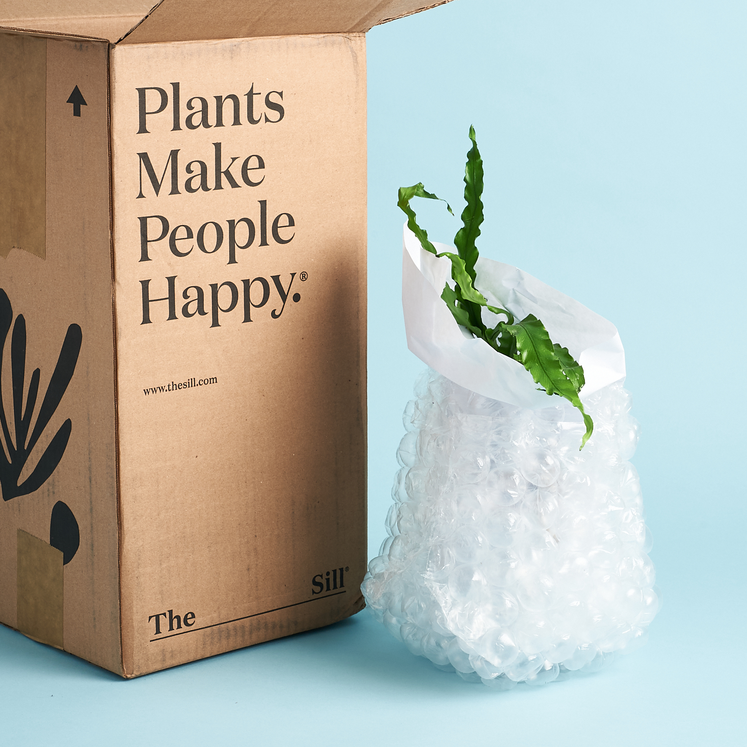 The Sill Plant Subscription Review - February 2020 | MSA