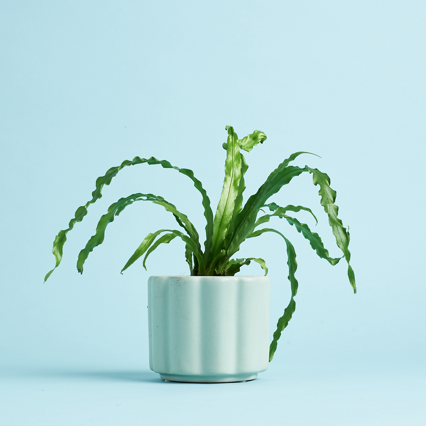 The Sill Plant Subscription Review - February 2020 | MSA