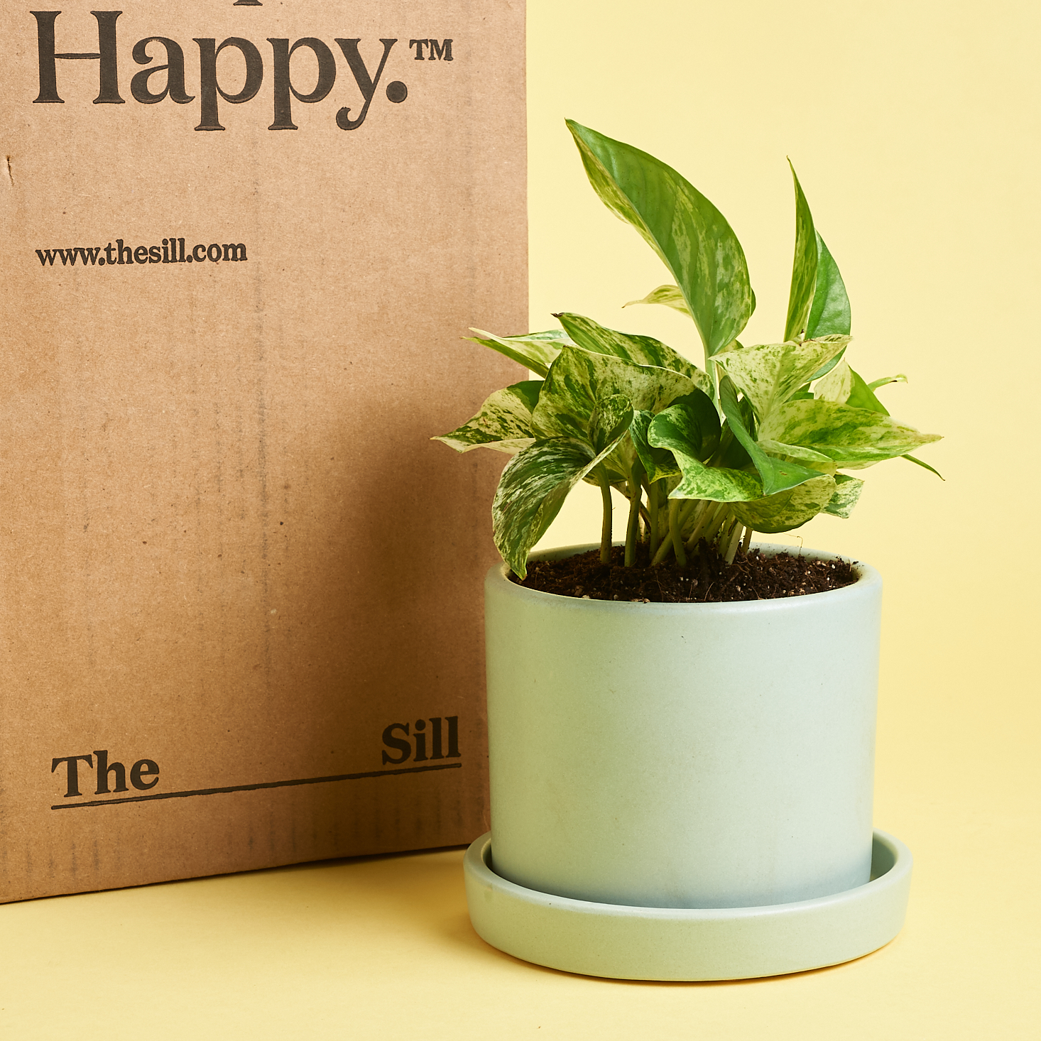 The Sill Plant Subscription Review - April 2020 | MSA
