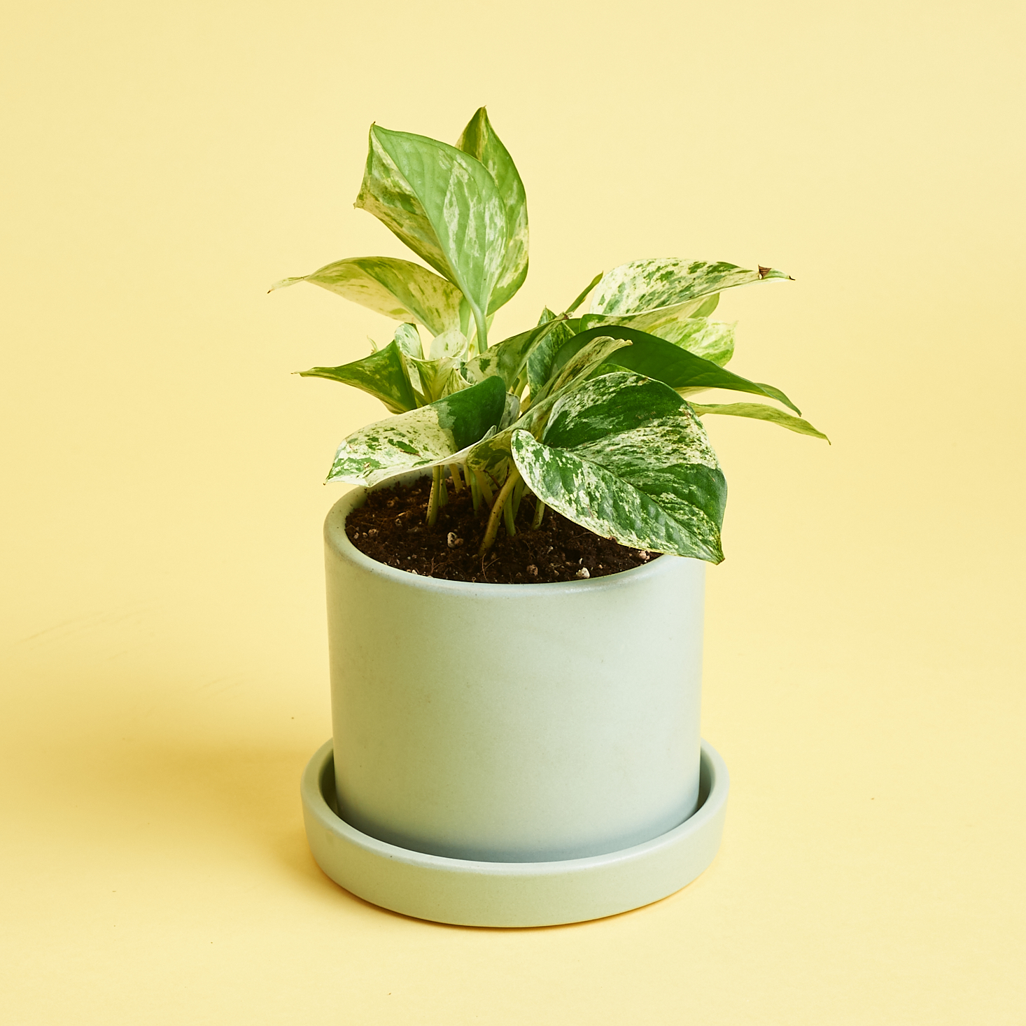 The Sill Plant Subscription Review - April 2020 | MSA