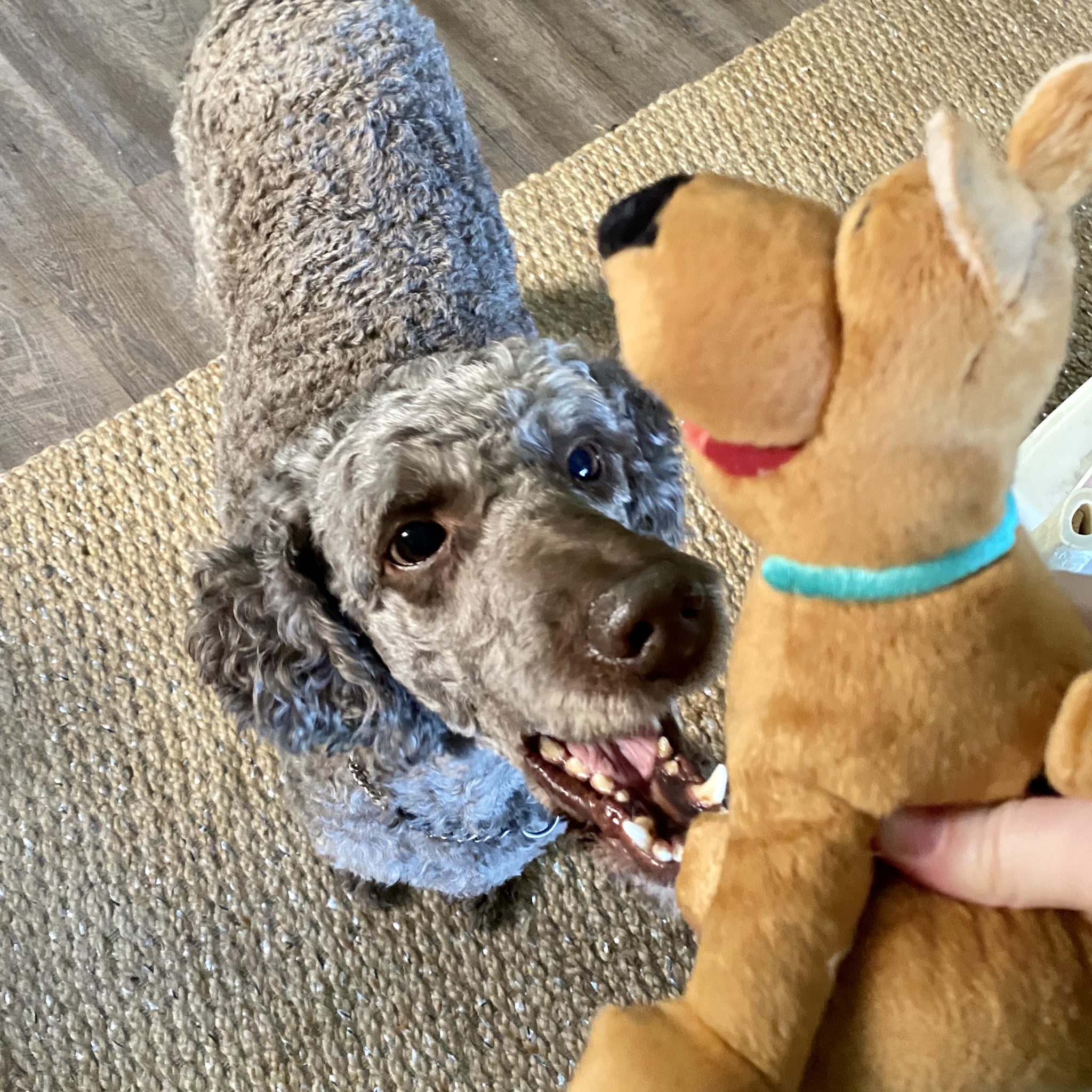 BarkBox Review + Coupon – May 2020 | MSA