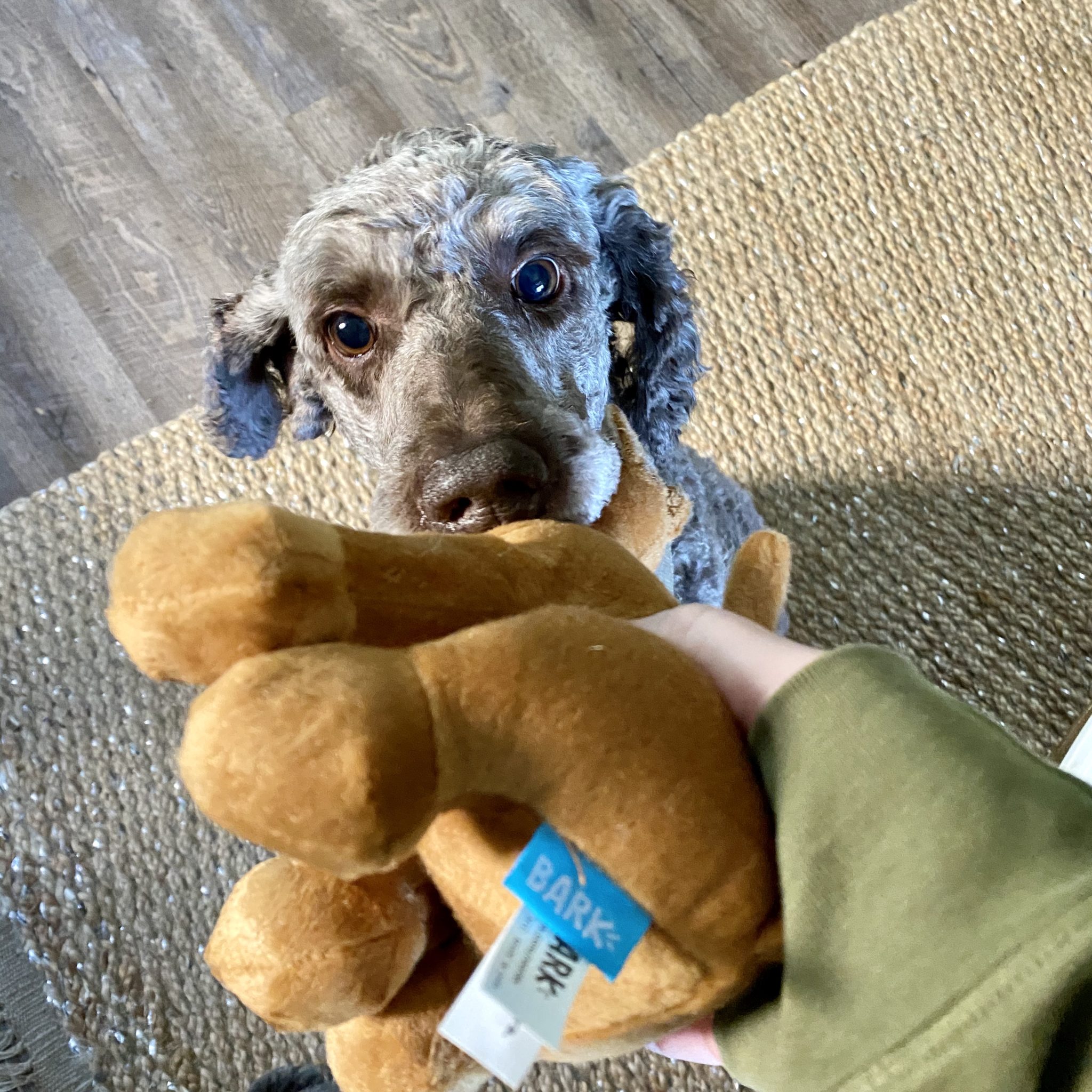 BarkBox Review + Coupon – May 2020 | MSA
