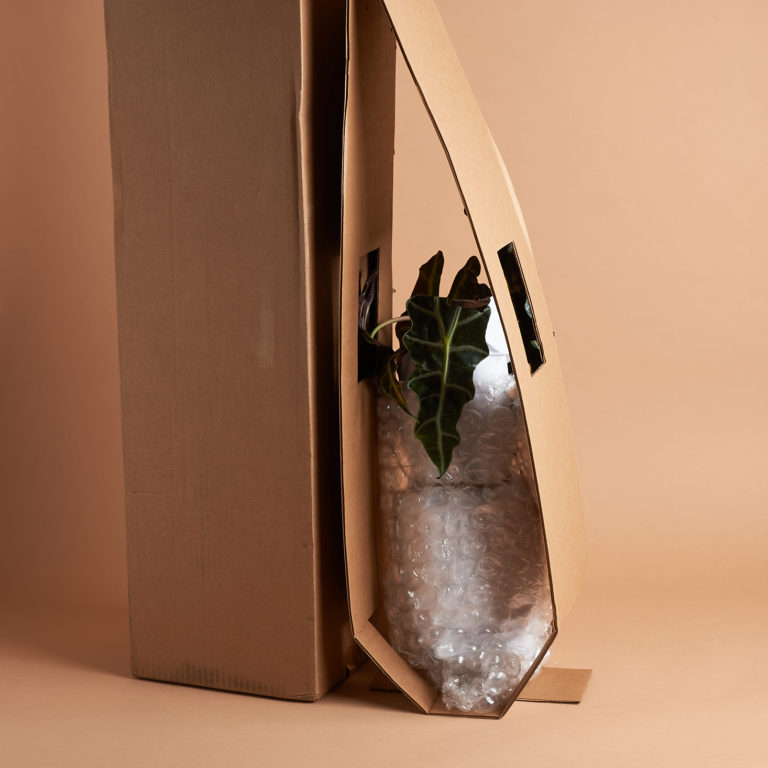 The Sill Plant Subscription Box Review - June 2020 | MSA