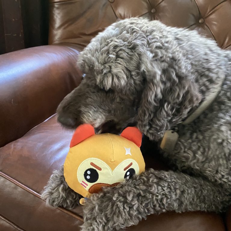 BarkBox Review + Coupon – June 2020 | MSA