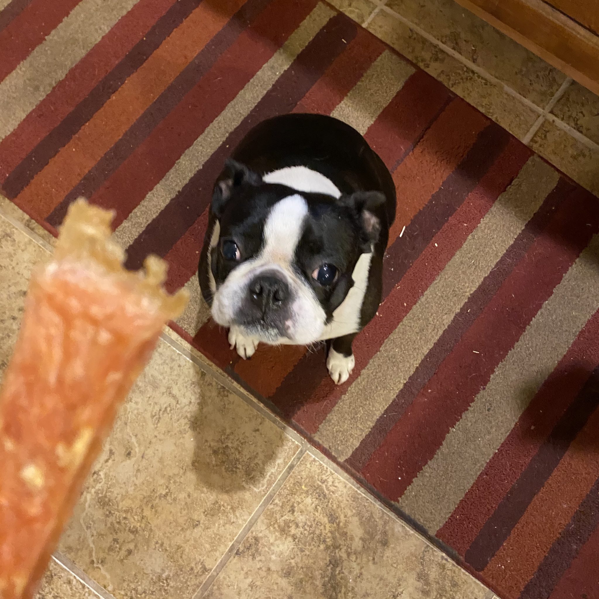 BarkBox Review + Coupon – July 2020 | MSA