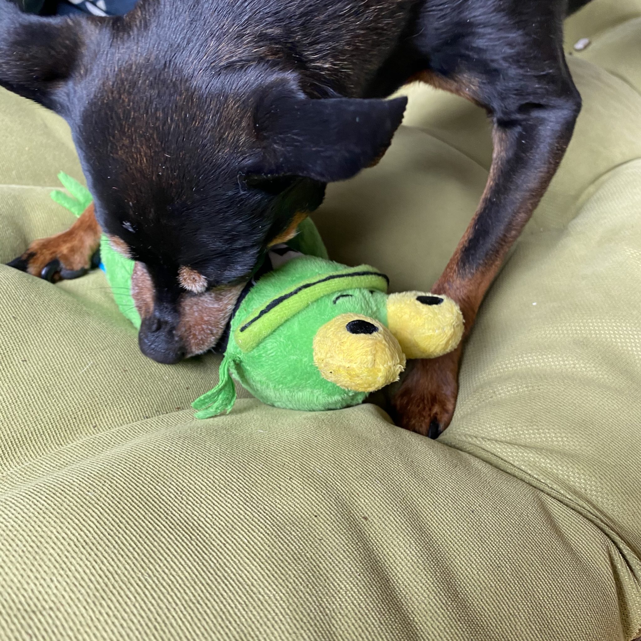 BarkBox Review + Coupon – July 2020 | MSA