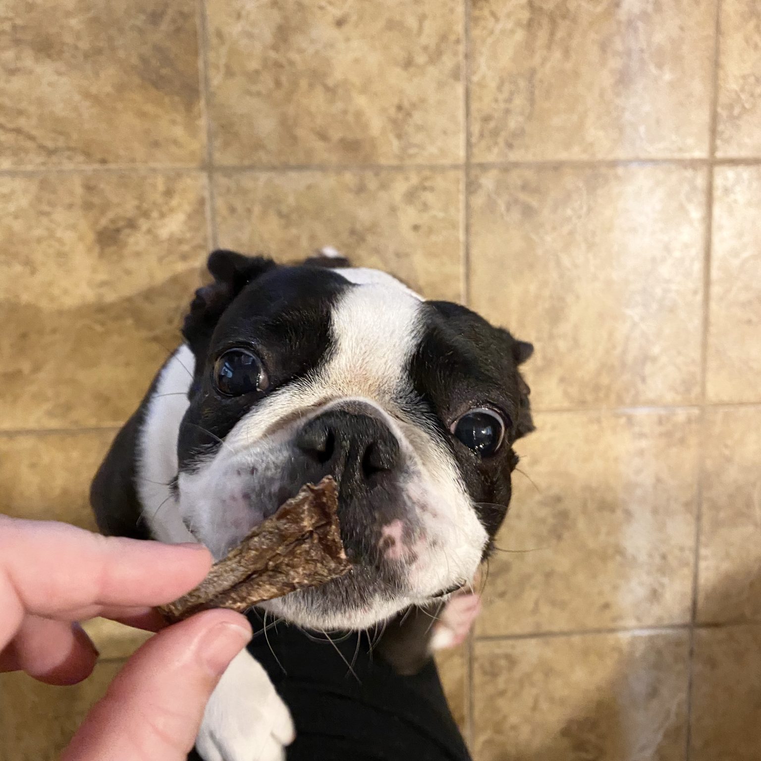 BarkBox Review + Coupon – July 2020 | MSA