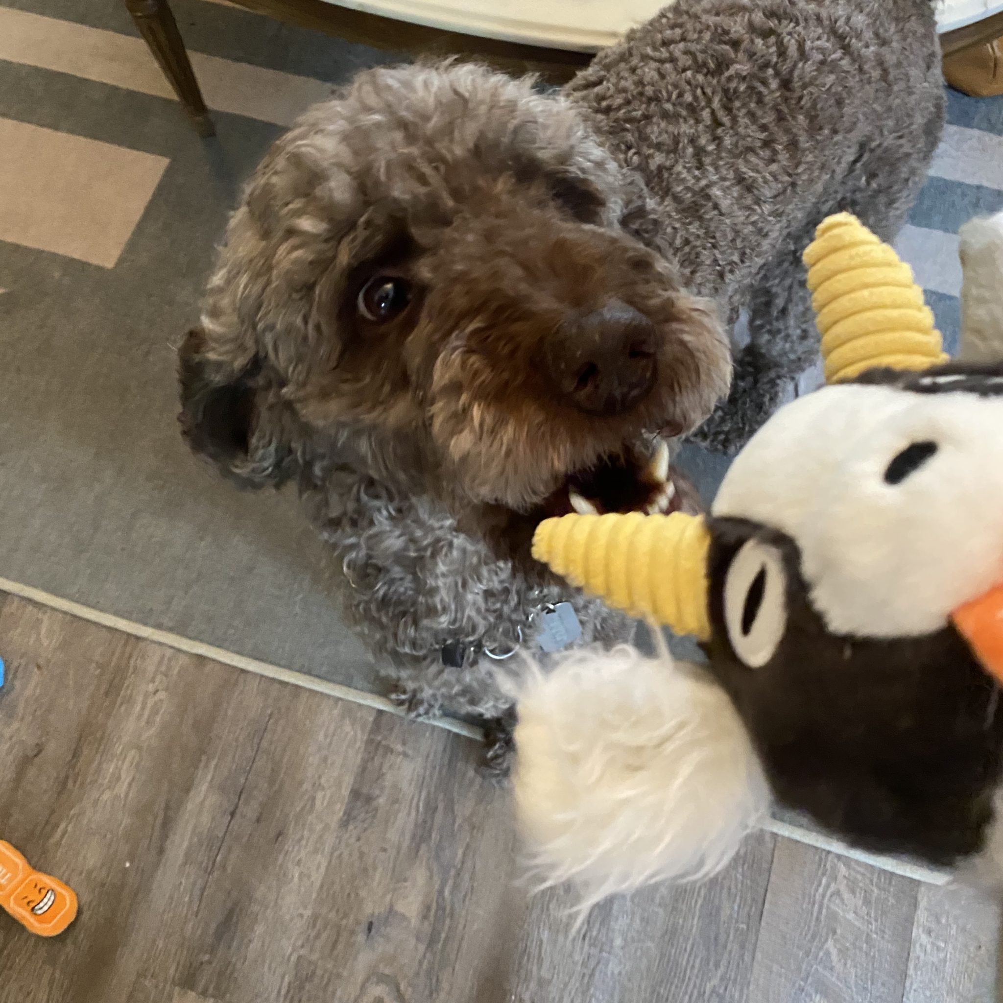BarkBox Review + Coupon – August 2020 | MSA
