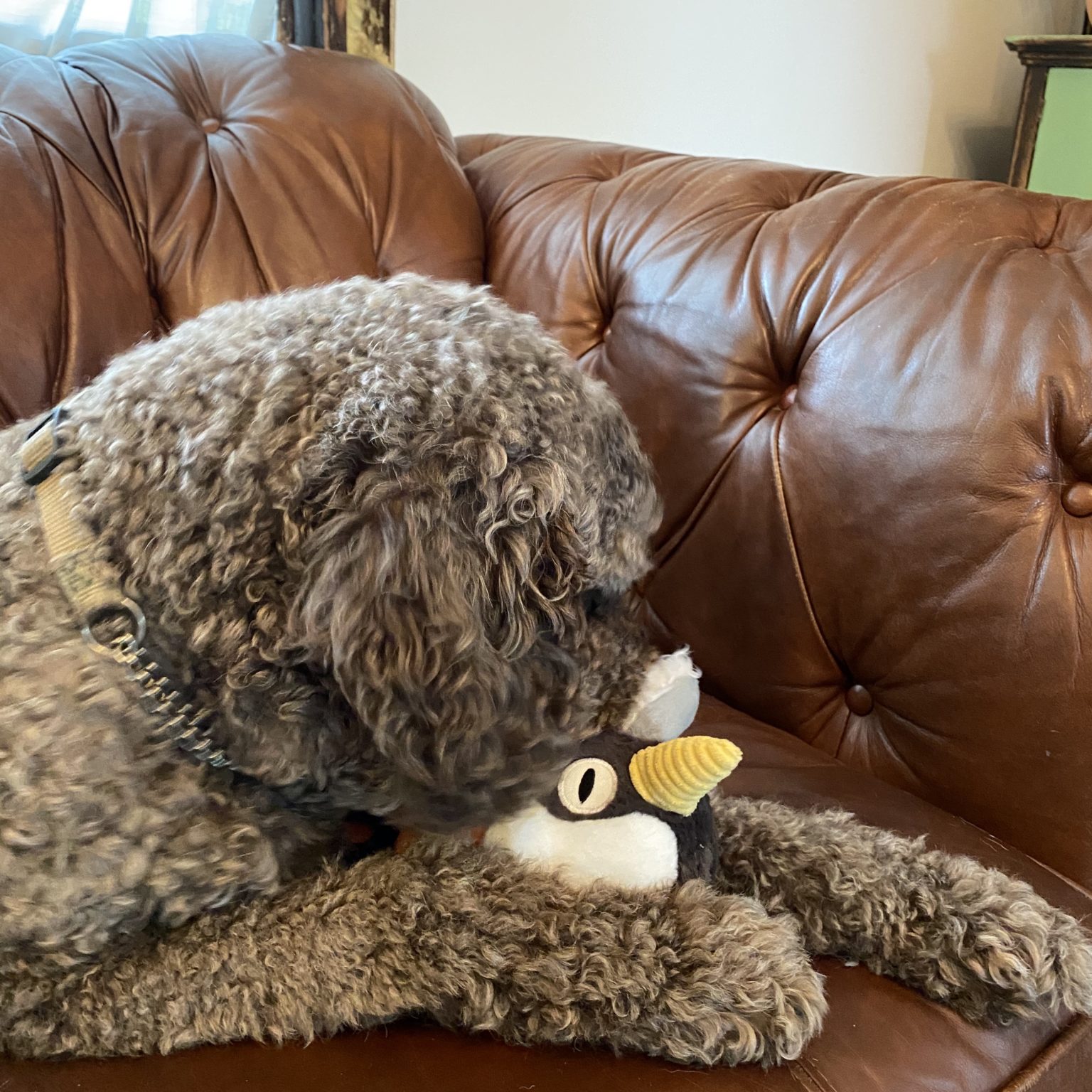 BarkBox Review + Coupon – August 2020 | MSA