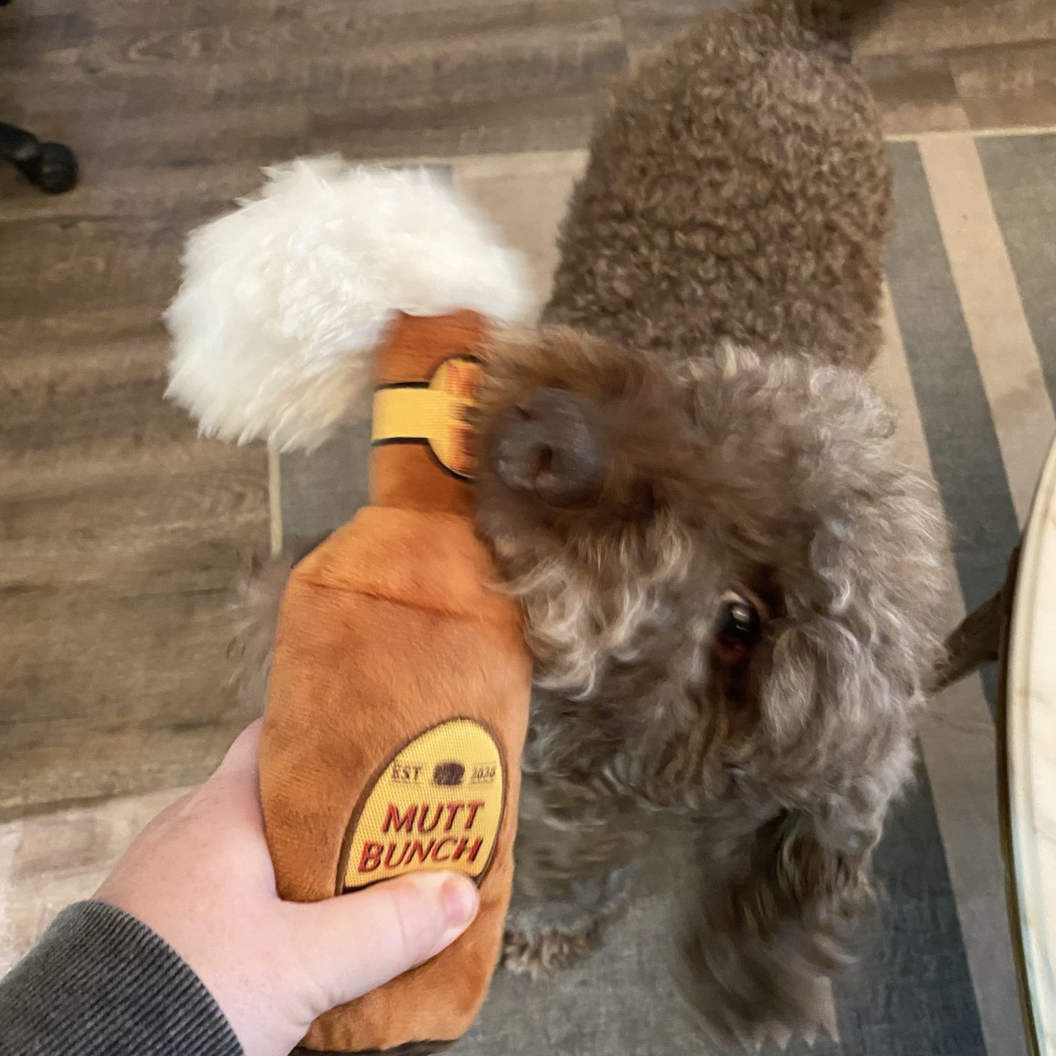 BarkBox Review + Coupon – September 2020 | MSA