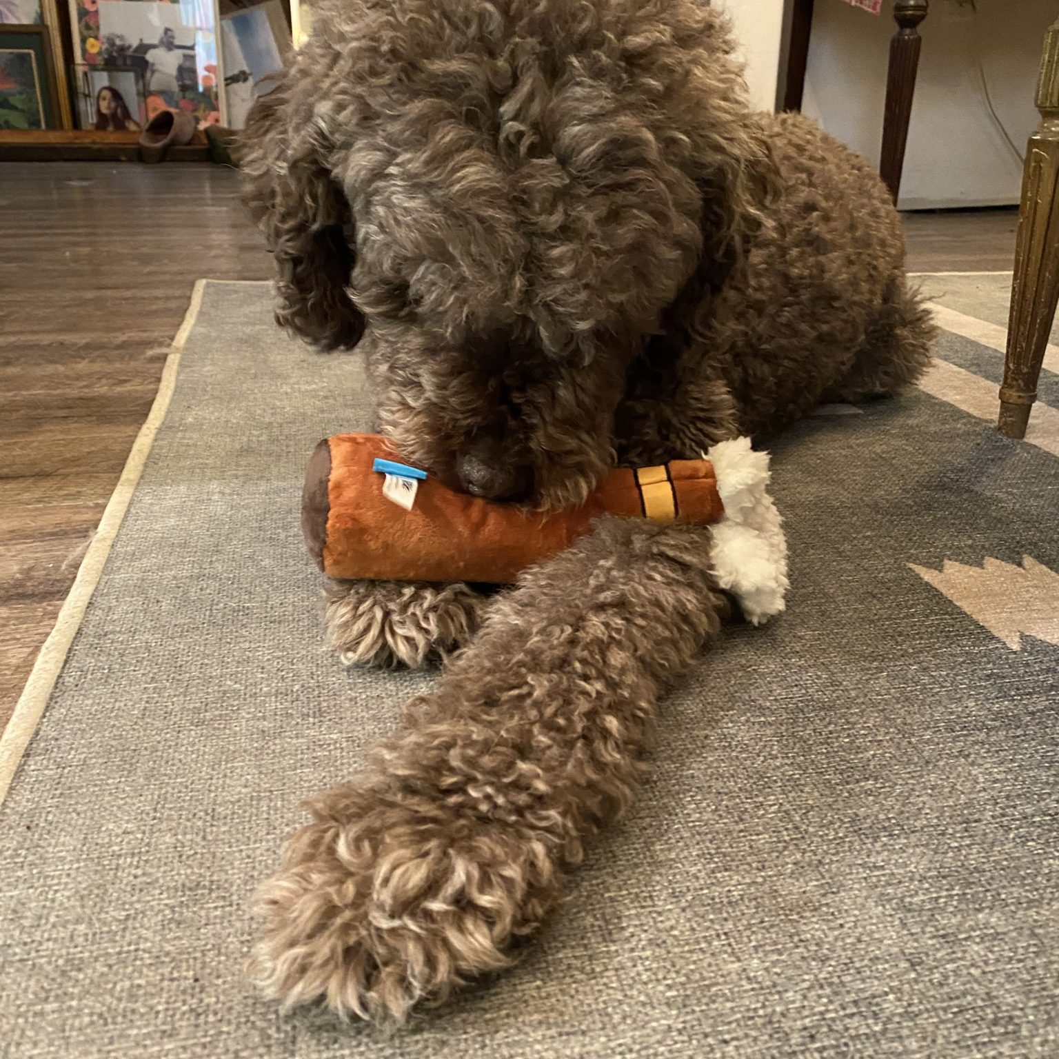 BarkBox Review + Coupon – September 2020 | MSA