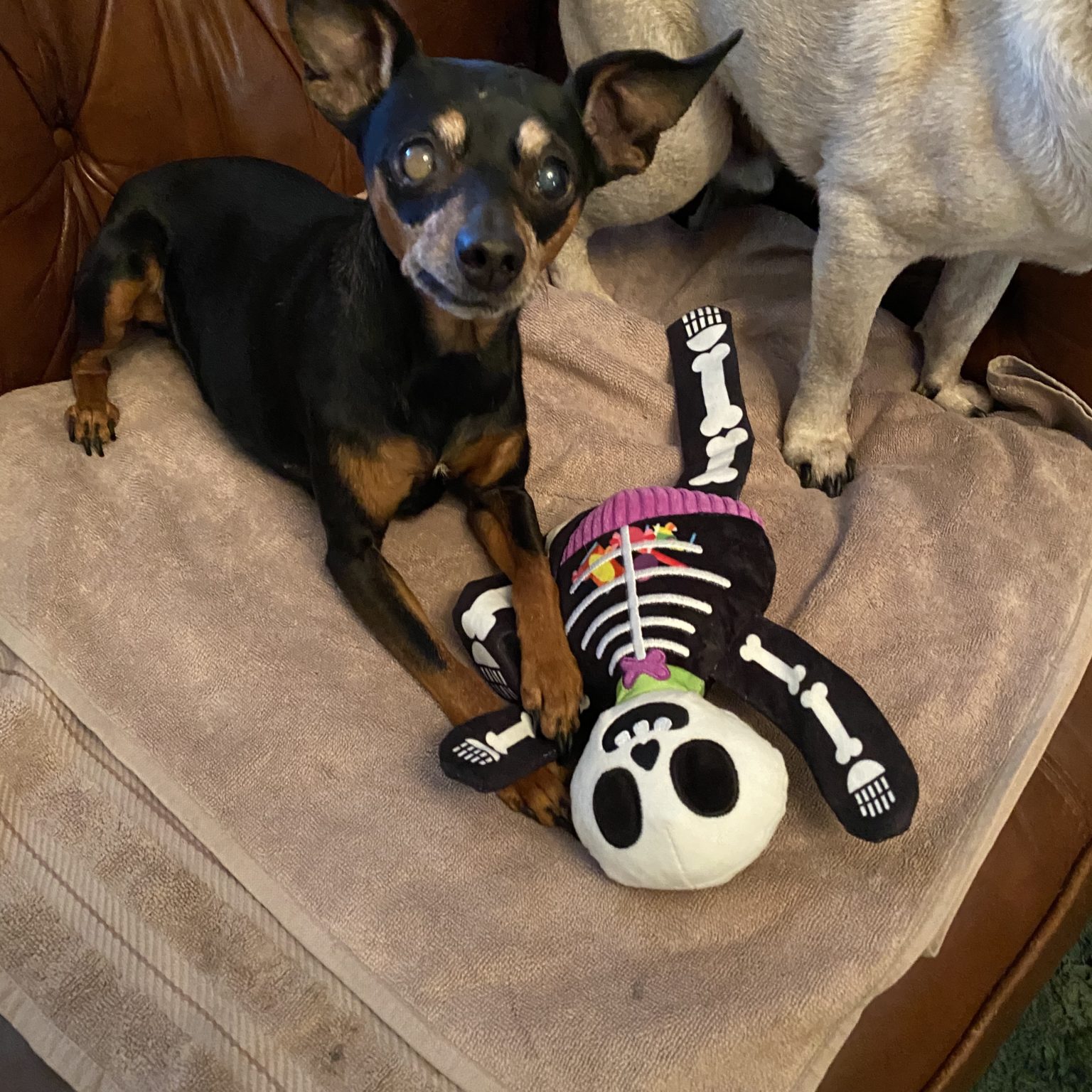 BarkBox Review + Coupon – October 2020 | MSA