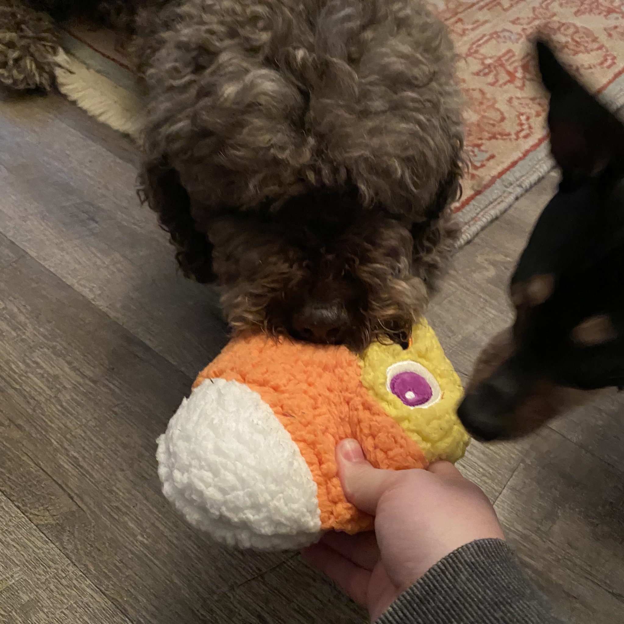 BarkBox Review + Coupon – October 2020 | MSA