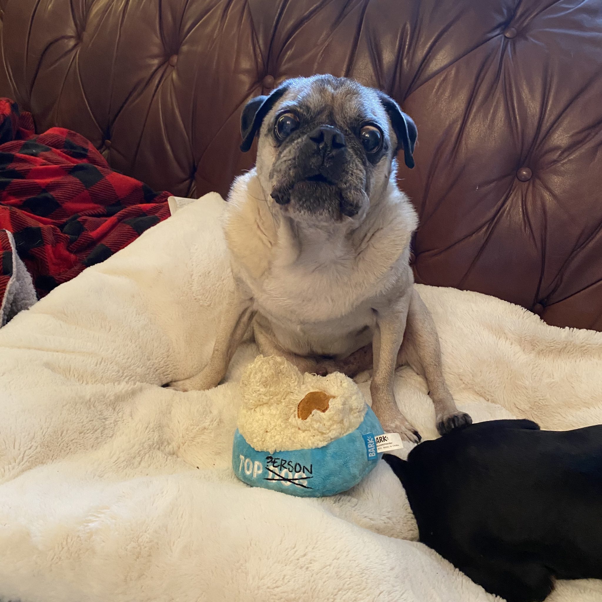 BarkBox Review + Coupon – November 2020 | MSA