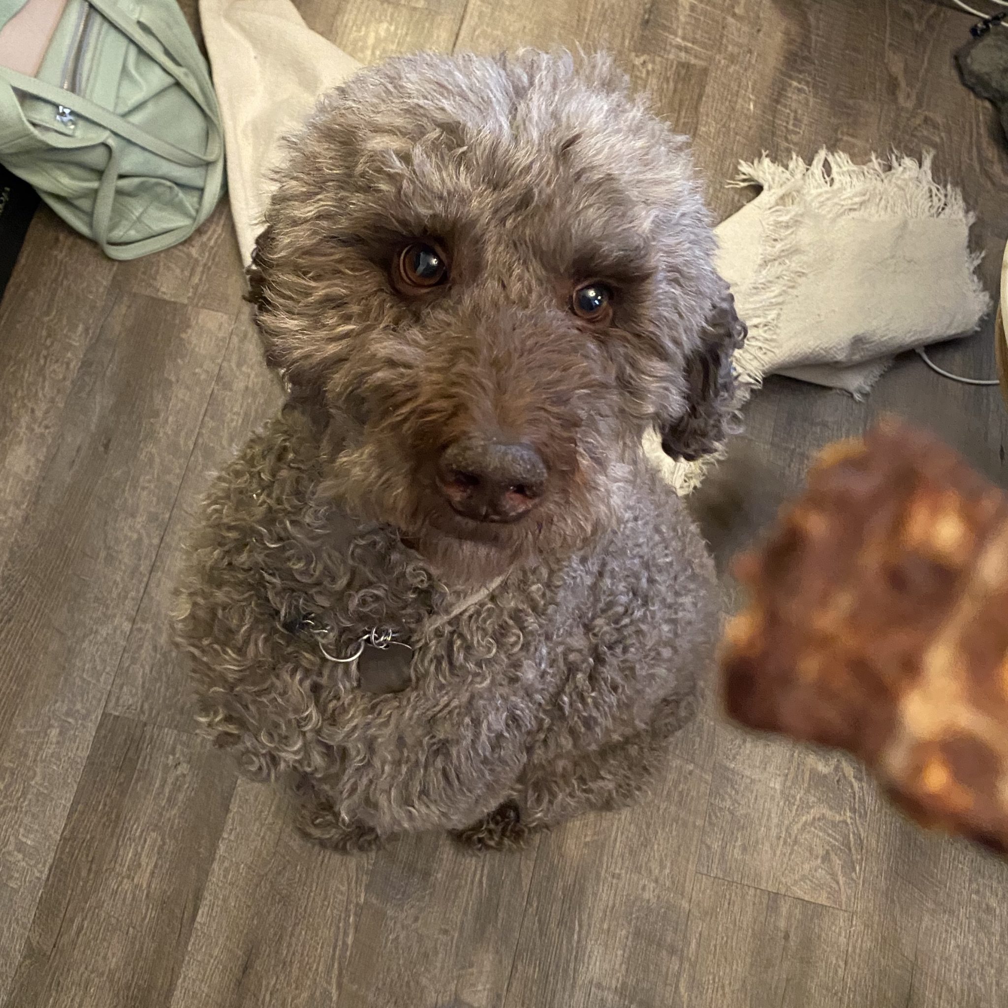 BarkBox Review + Coupon – November 2020 | MSA