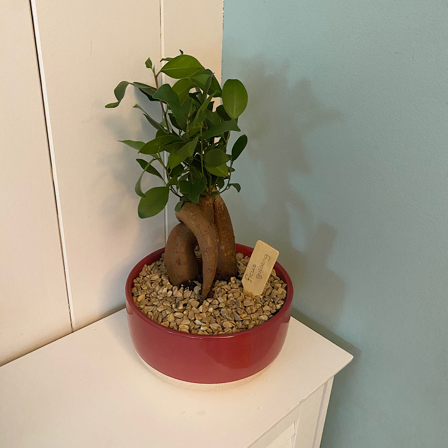 The Plant Club Box Review - March 2021 | MSA