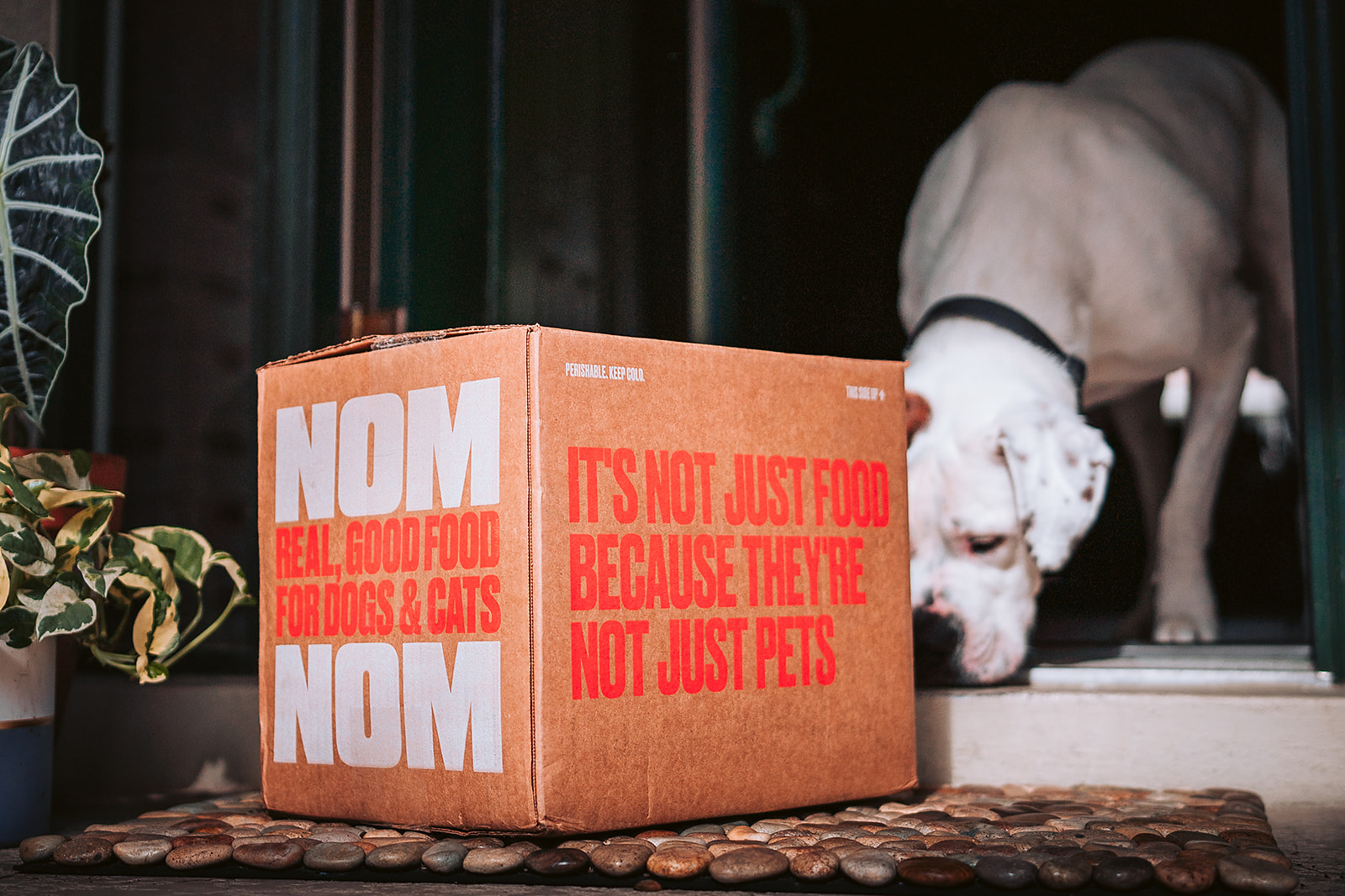 Nom Nom, Farmer’s Dog, and Ollie: My Dog Tried All 3, But Only 1 Was ...
