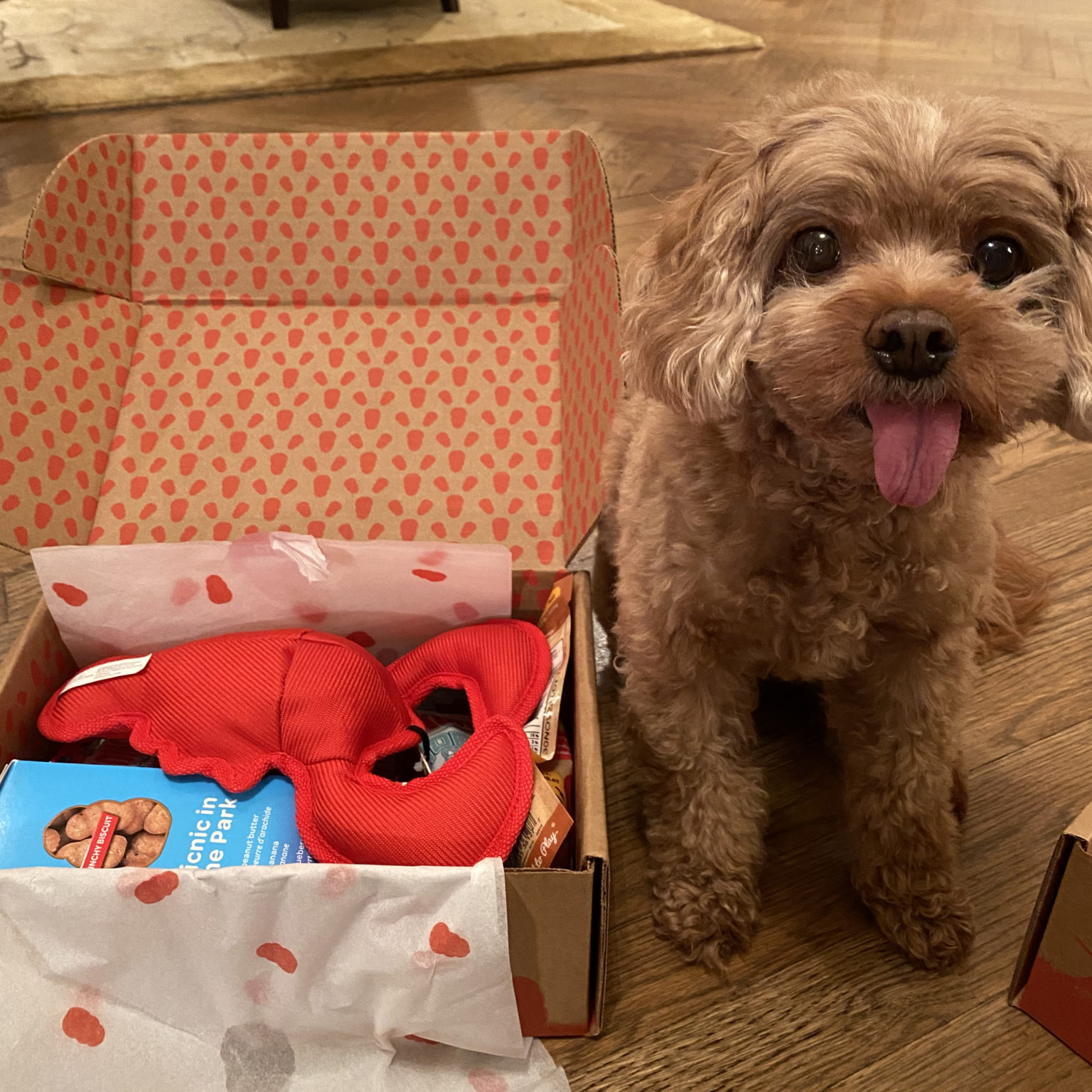 KONG Club vs BarkBox: Which is Best For Your Pup | My Subscription ...