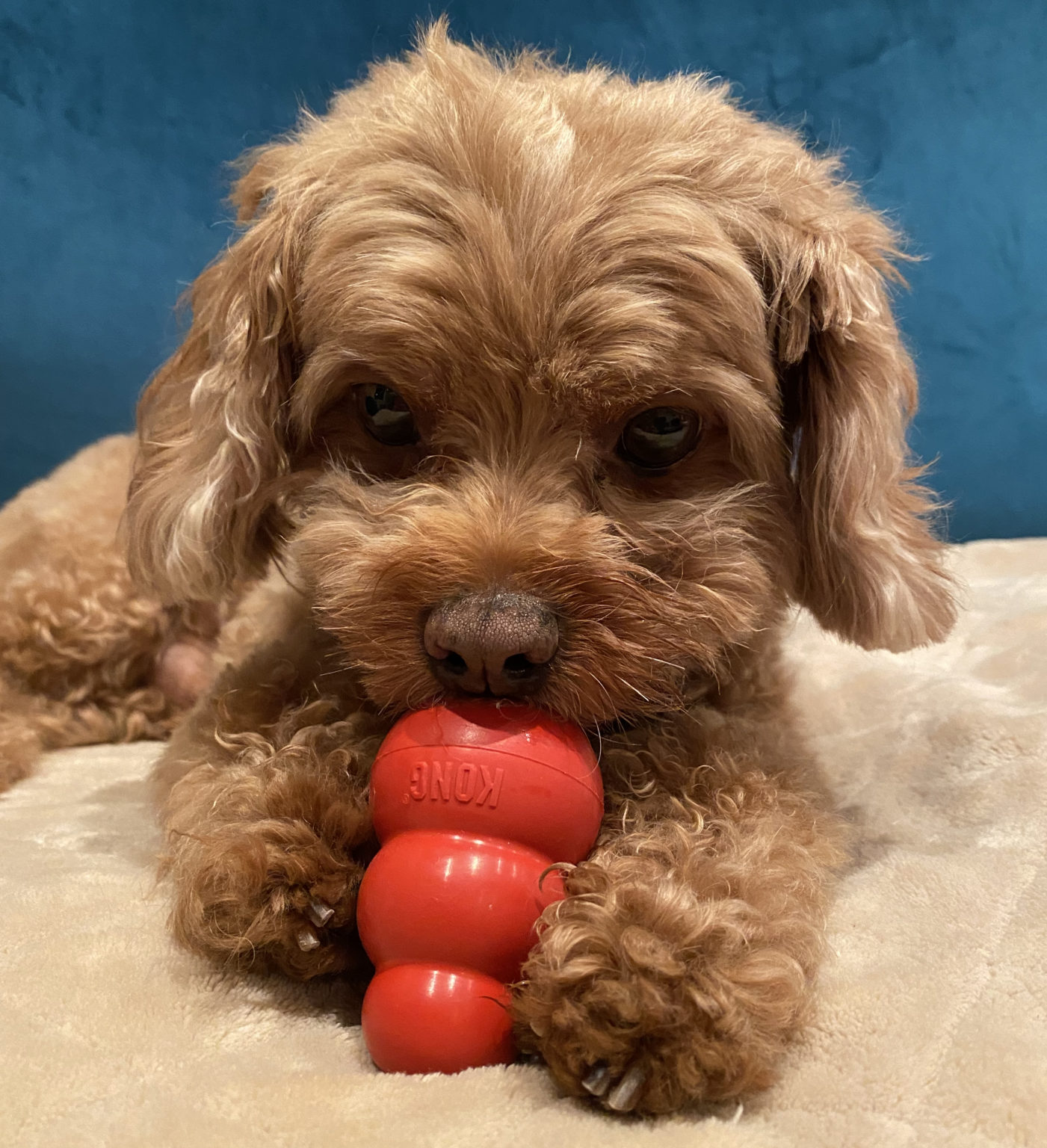 KONG Club vs BarkBox: Which is Best For Your Pup | My Subscription ...