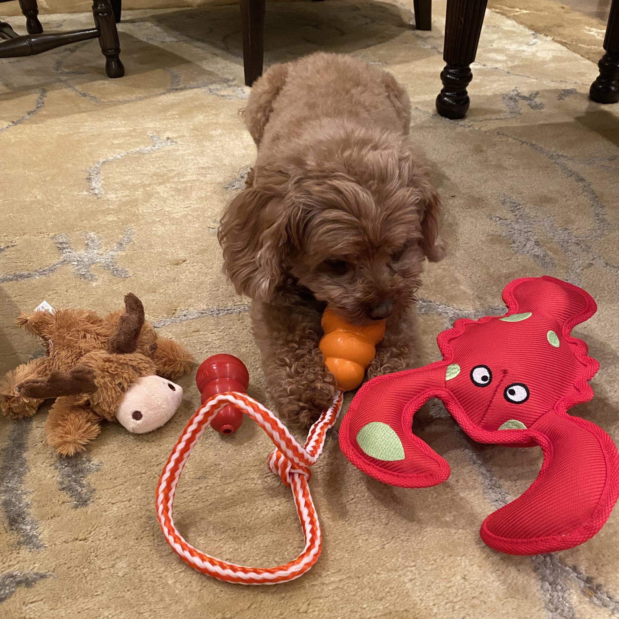 KONG Club vs BarkBox: Which is Best For Your Pup | My Subscription ...