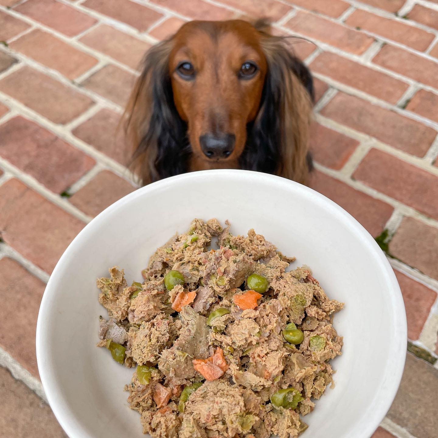 The 14 Best Dog Food Subscription Boxes of 2024