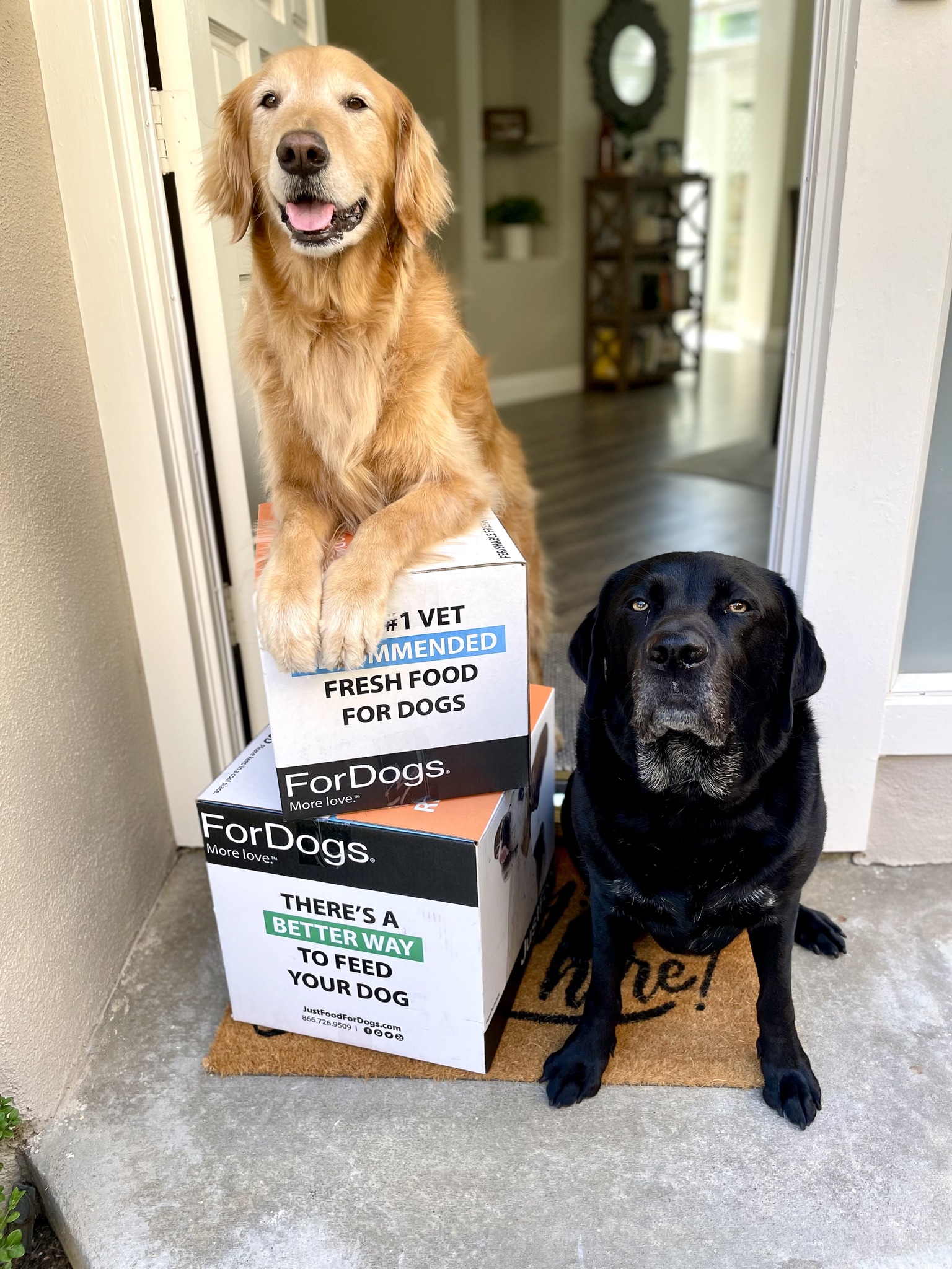 The 14 Best Dog Food Subscription Boxes of 2024