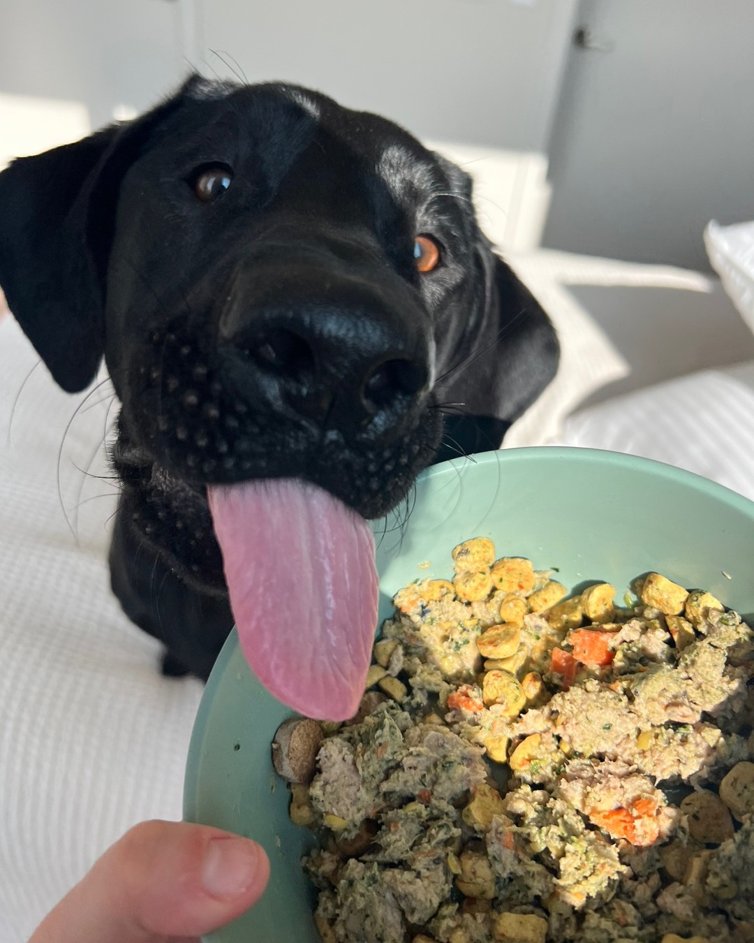 The 14 Best Dog Food Subscription Boxes of 2024