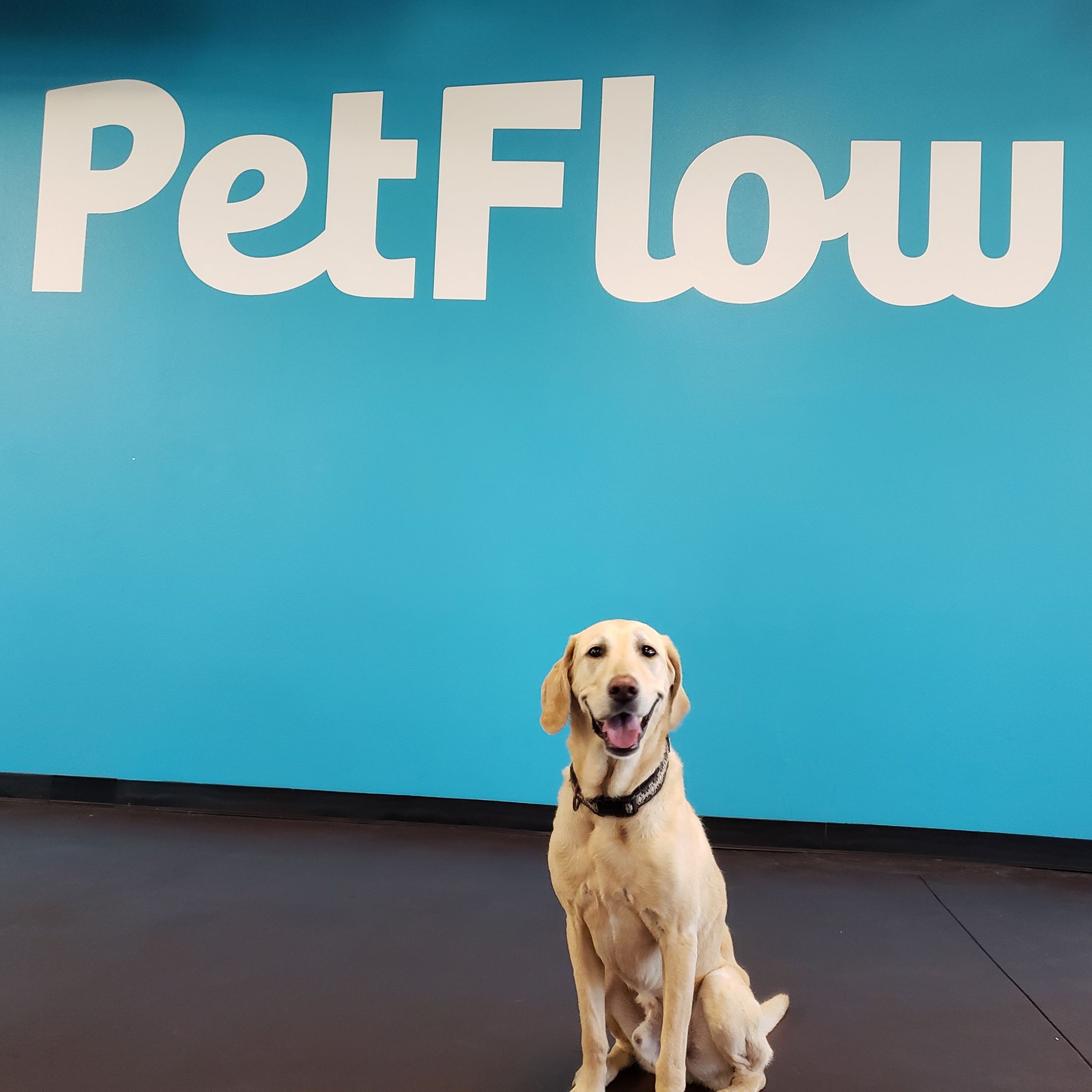 The 14 Best Dog Food Subscription Boxes of 2024