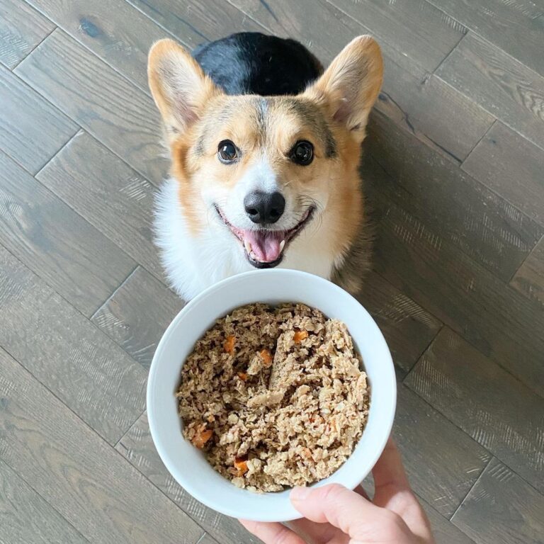 The 14 Best Dog Food Subscription Boxes of 2024